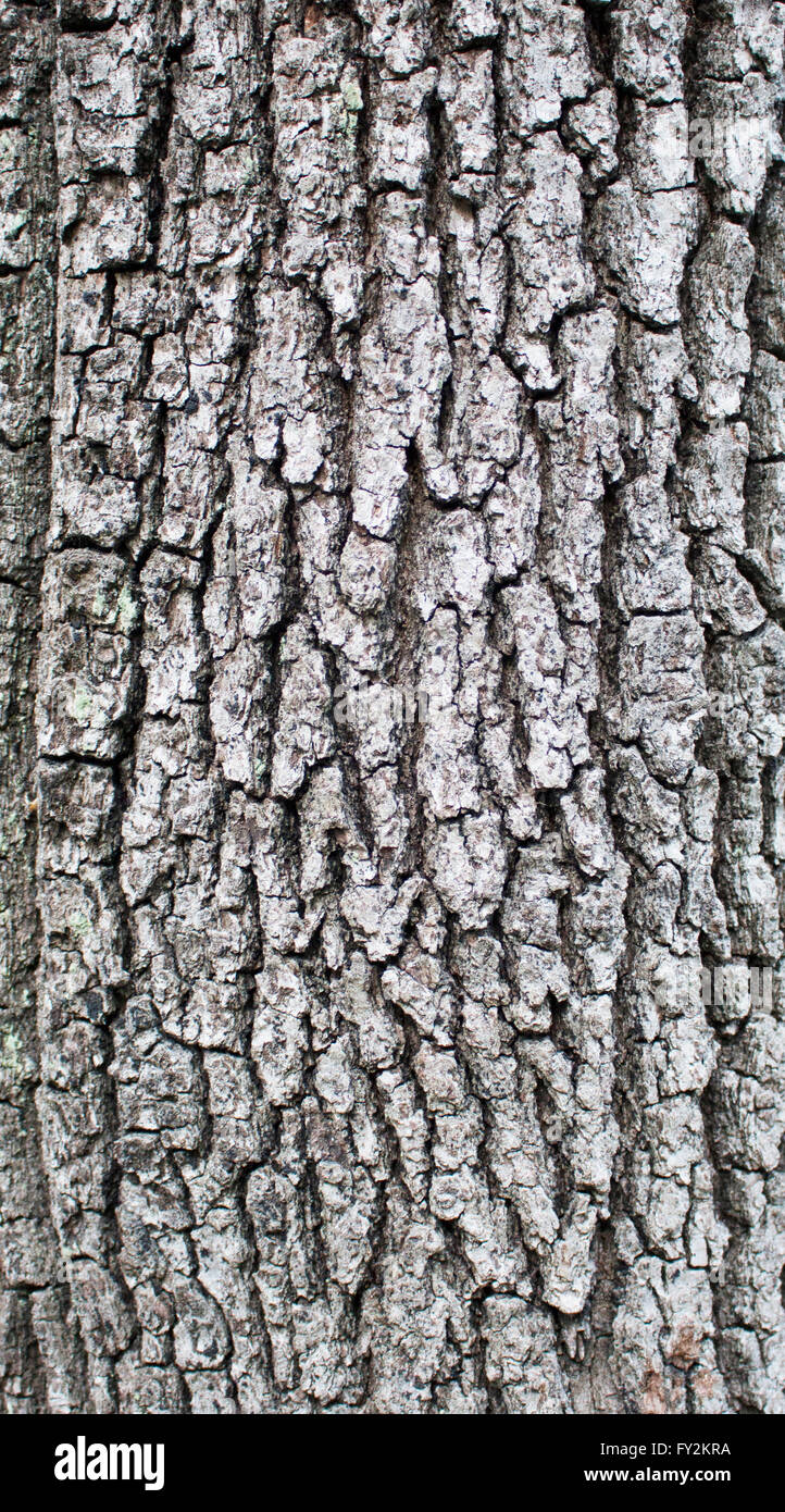 Tree trunk close up background Stock Photo - Alamy