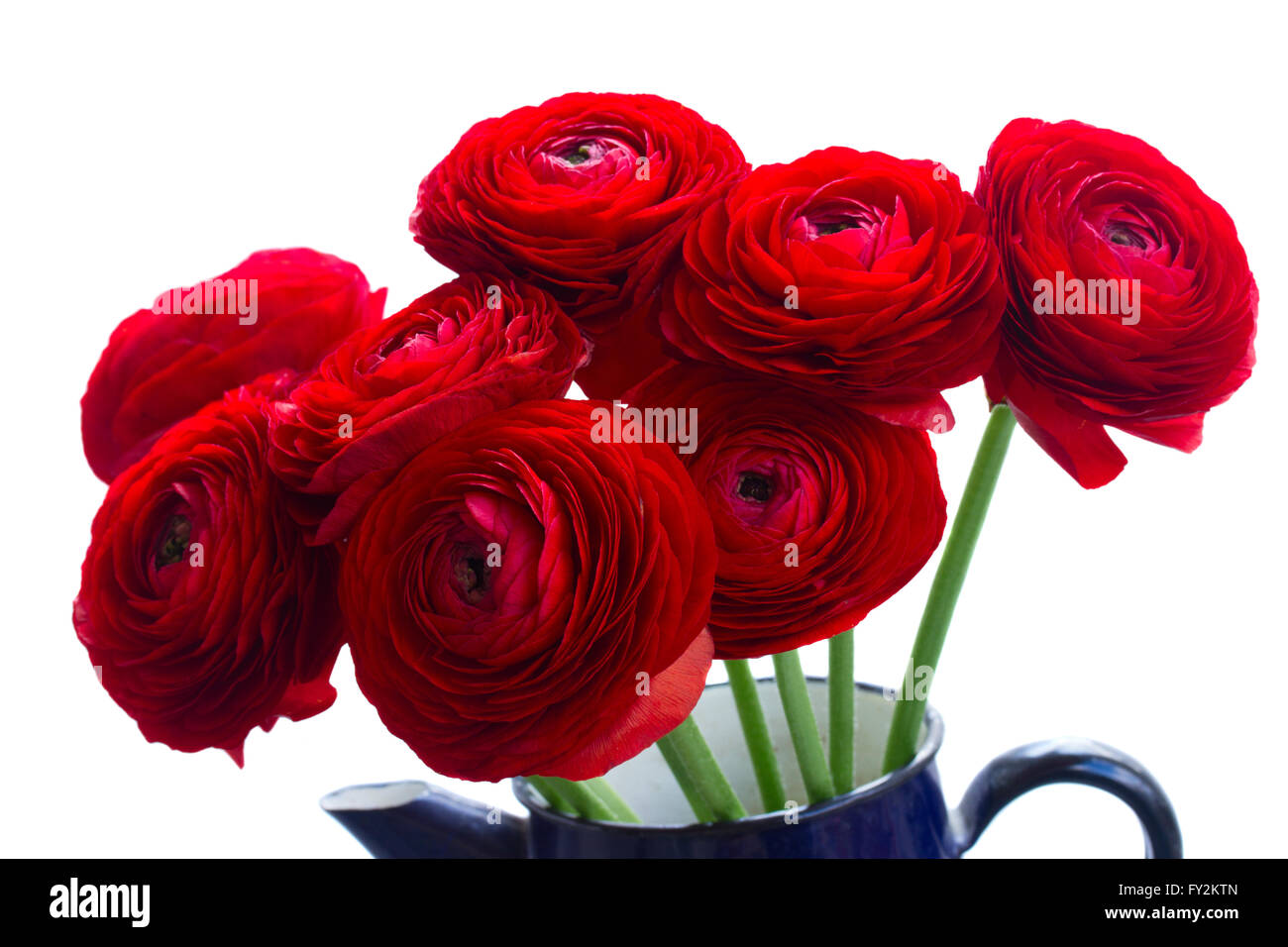 red ranunculus flowers Stock Photo - Alamy