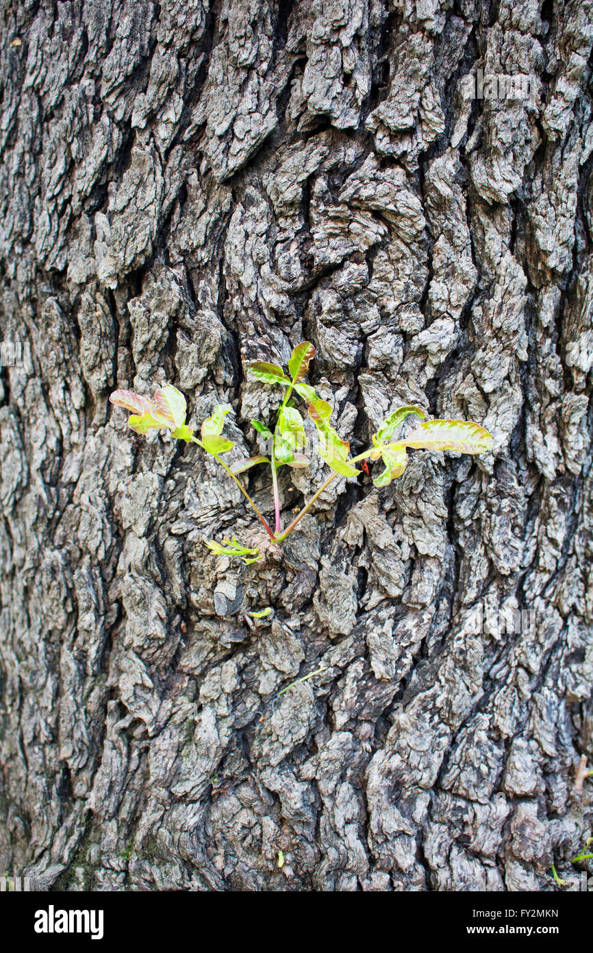 Tree trunk close up background Stock Photo - Alamy