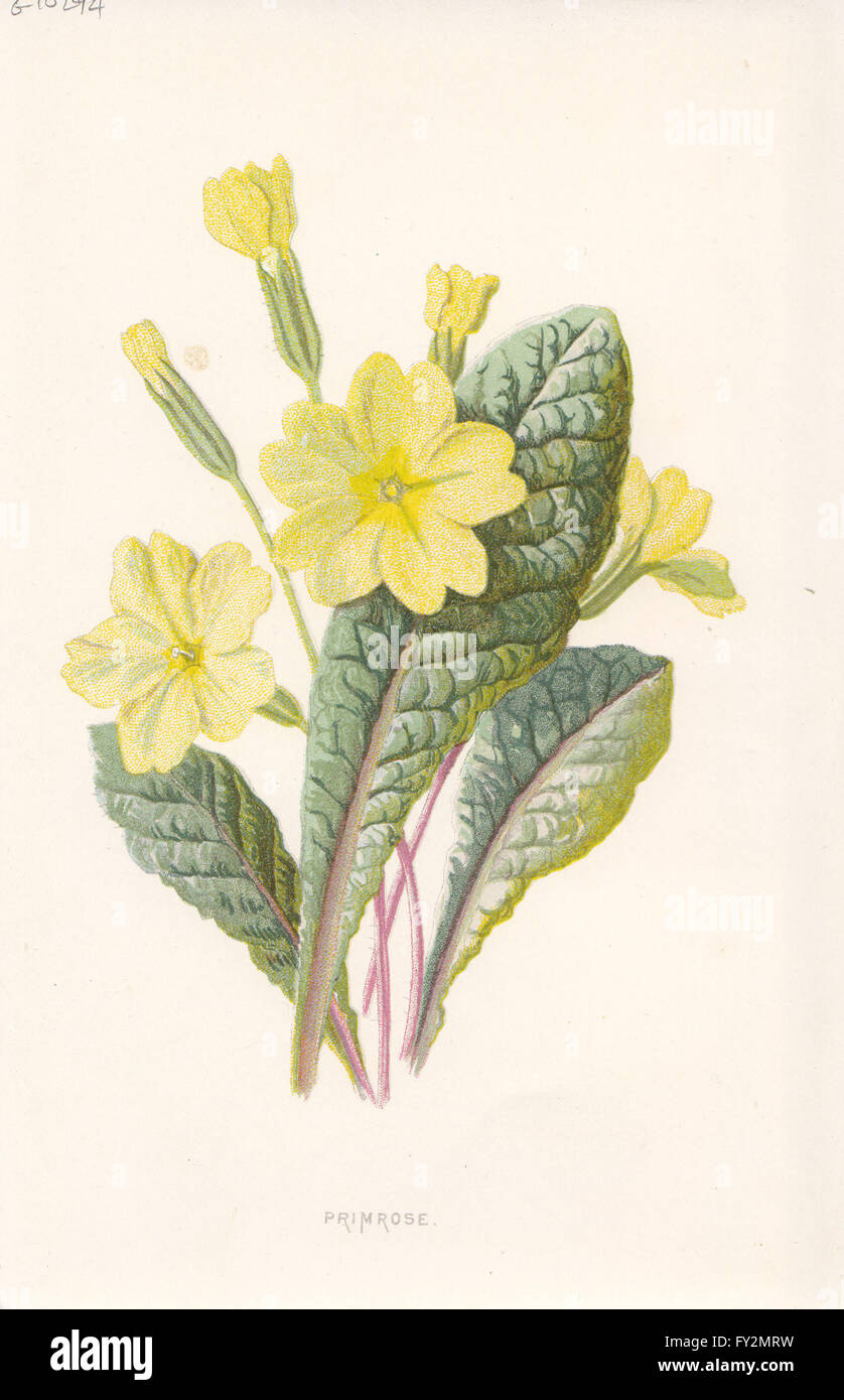 Edward primrose hi-res stock photography and images - Alamy