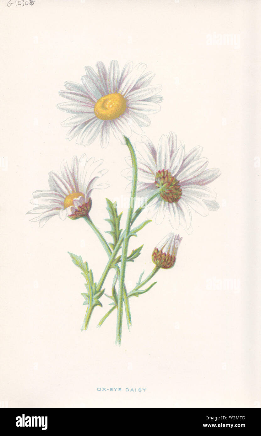 Daisy print hi-res stock photography and images - Alamy