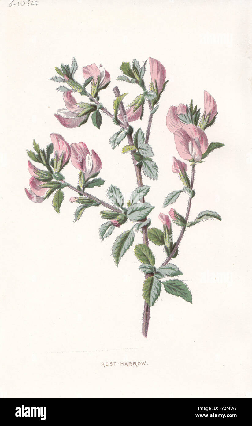 FLOWERS: Rest-Harrow, antique print c1895 Stock Photo - Alamy