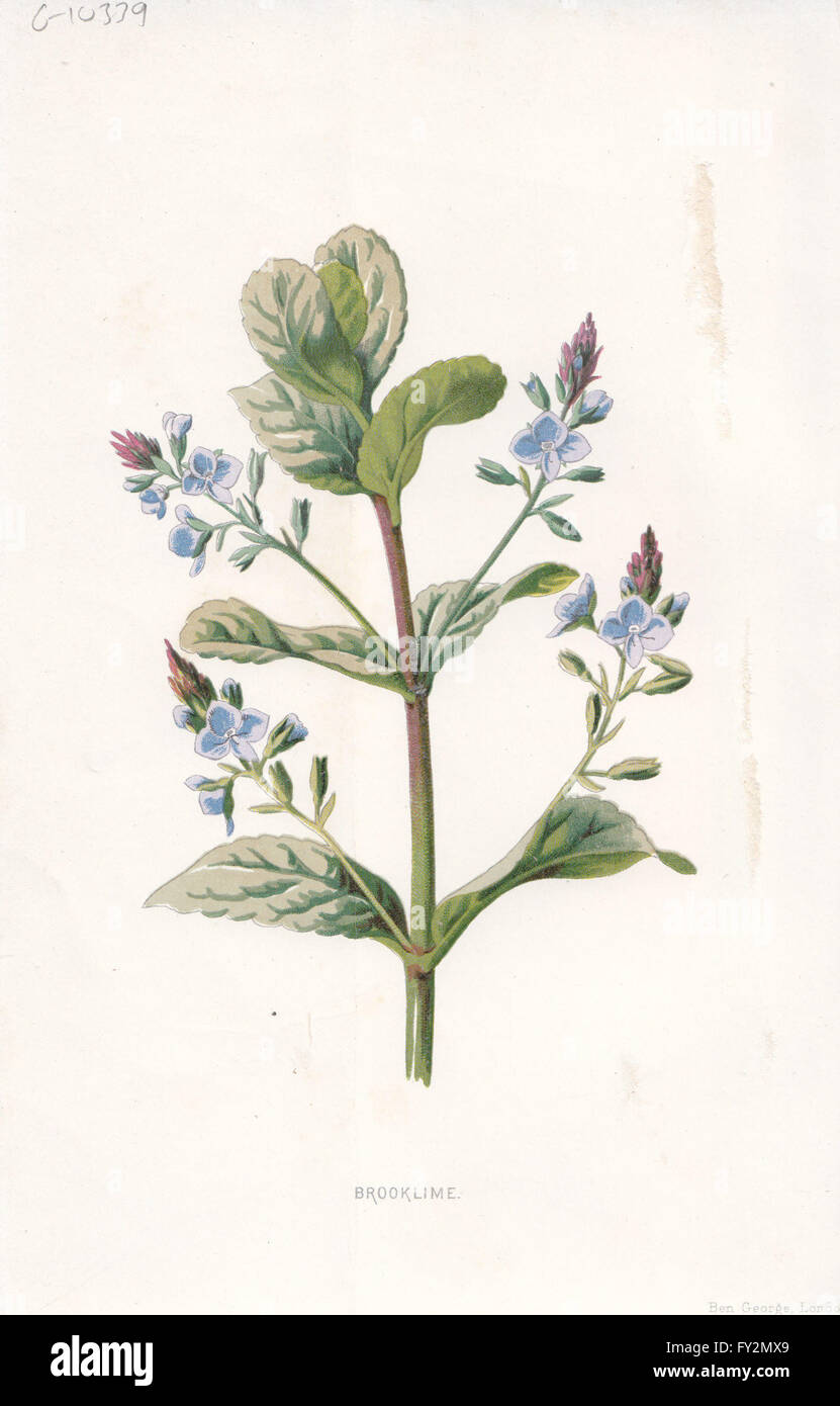 Brooklime hi-res stock photography and images - Alamy