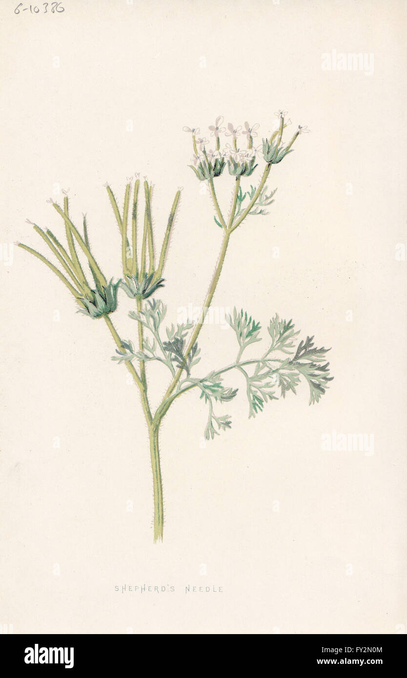 Edward shepherd hi-res stock photography and images - Alamy