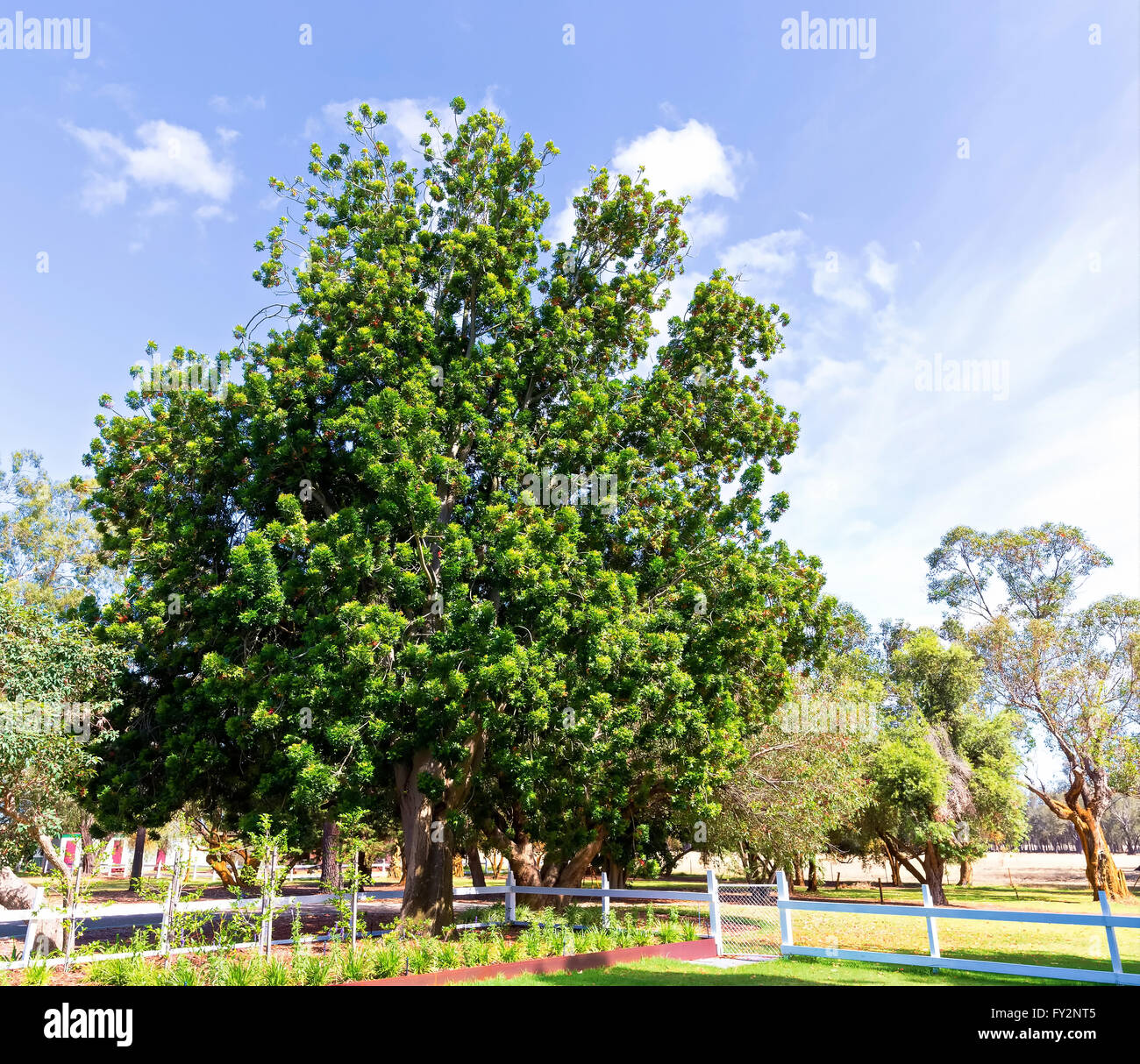 iconic tree in Australian landscape conditions Stock Photo - Alamy