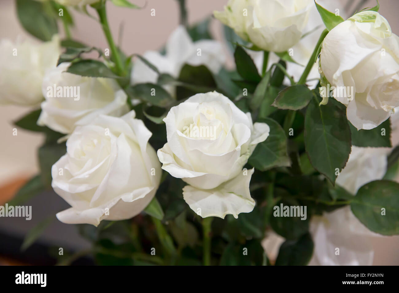 soft white roses perfectly formed antique -looking roses Stock Photo ...