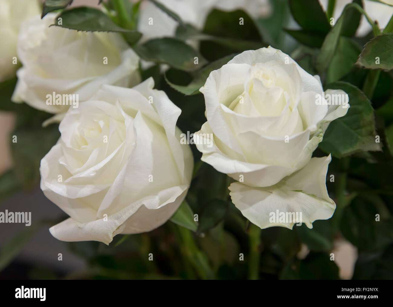 soft white roses perfectly formed antique -looking roses Stock Photo ...