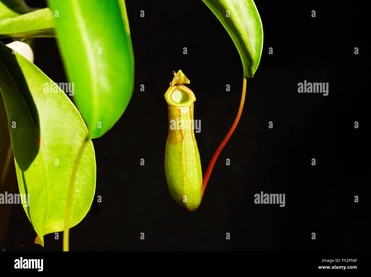 one Pitcher Plant on a black background Stock Photo - Alamy