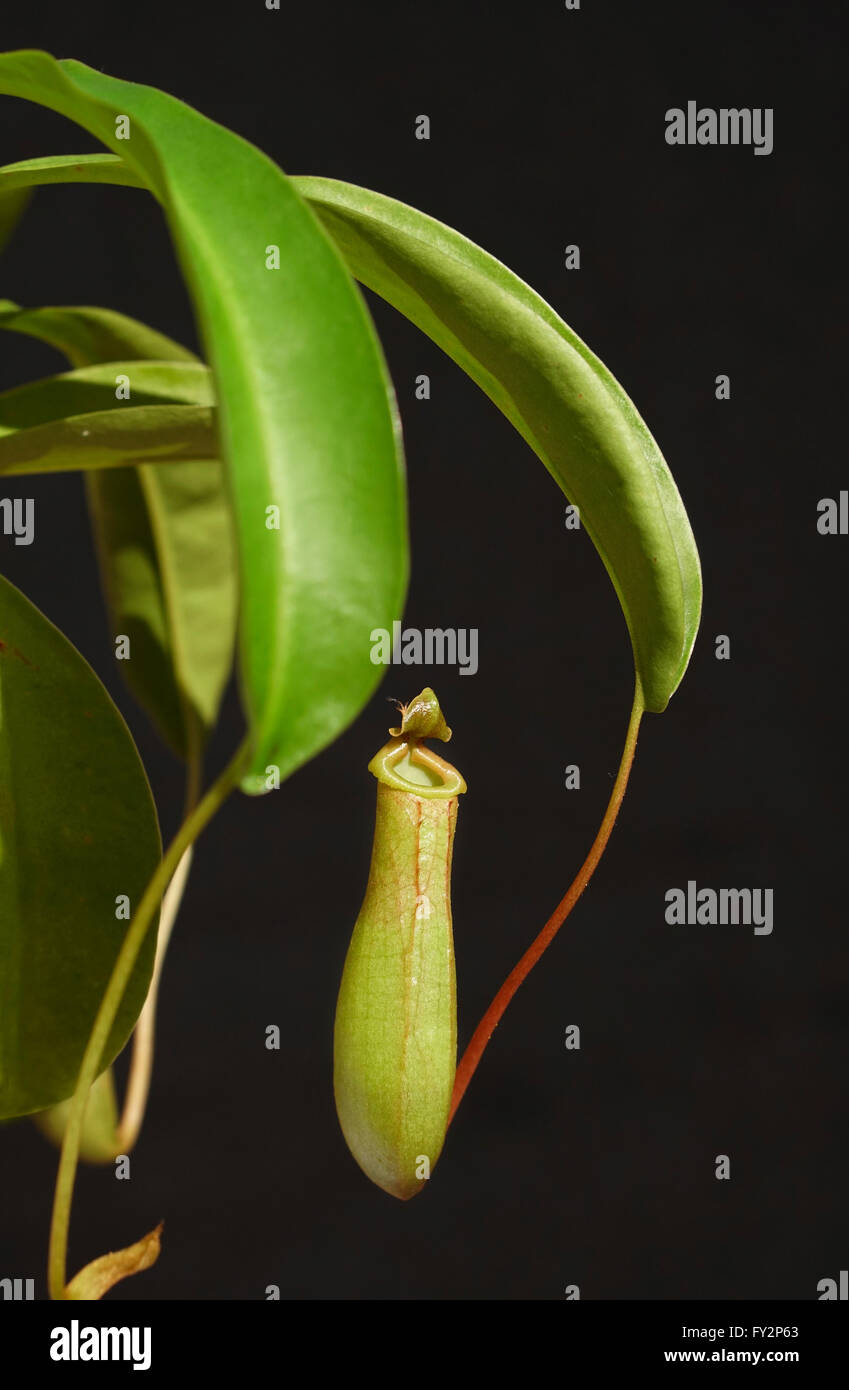 one Pitcher Plant on a black background Stock Photo - Alamy