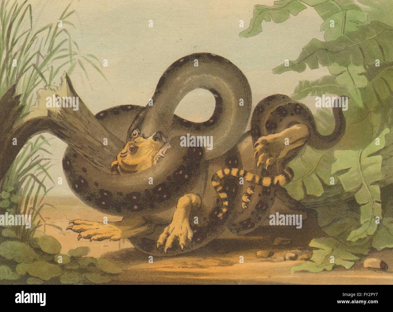 Great boa boa constrictor hi-res stock photography and images - Alamy