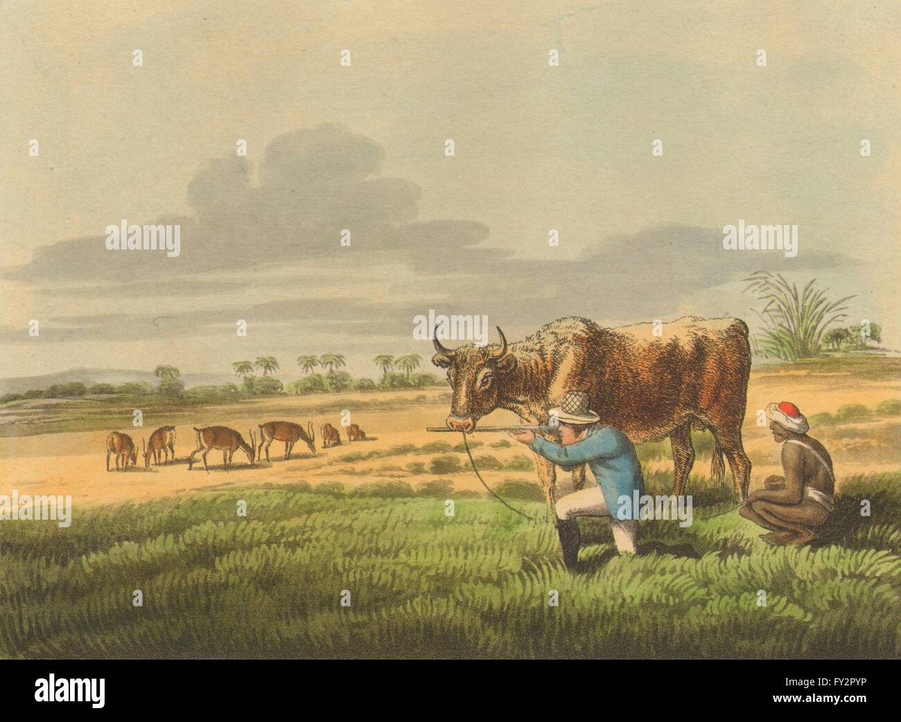 INDIA: Shooting Antelopes India. Rifle. Cow. (Field Sports- Edward Orme ...