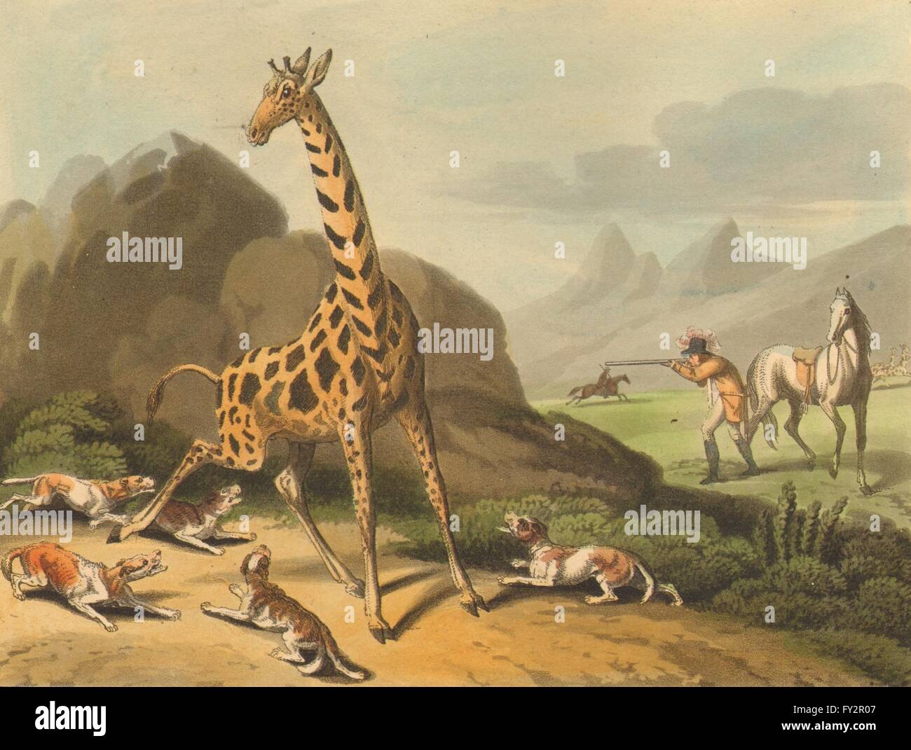 AFRICA: Hunting the Camelopard (Giraffe) . Rifle. Dogs (Edward Orme ...