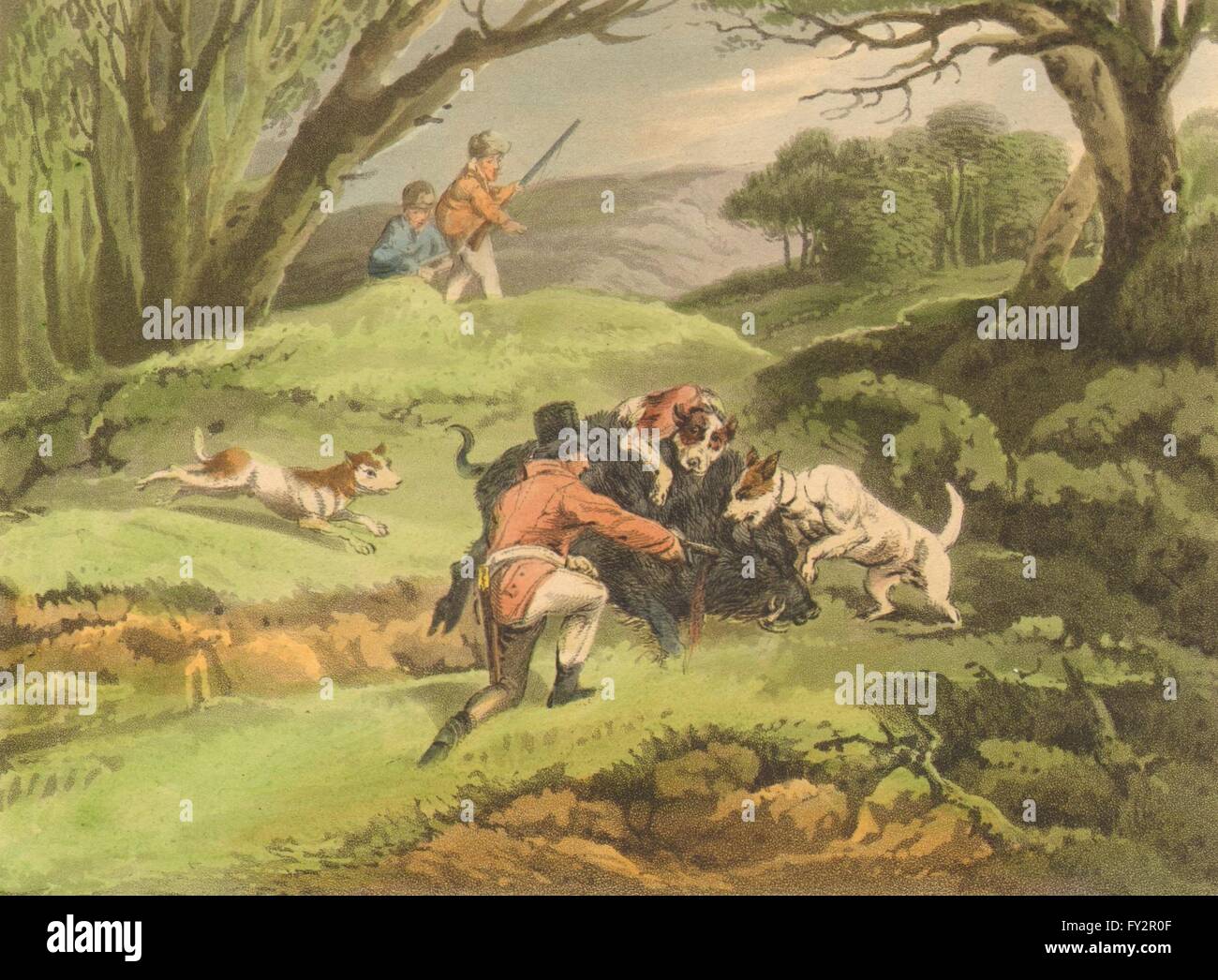 Wild boar and dogs hi-res stock photography and images - Alamy