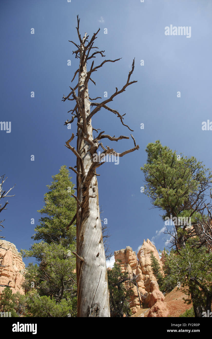 Red Canyon, Dixie National Forest, Utah, United States Stock Photo - Alamy