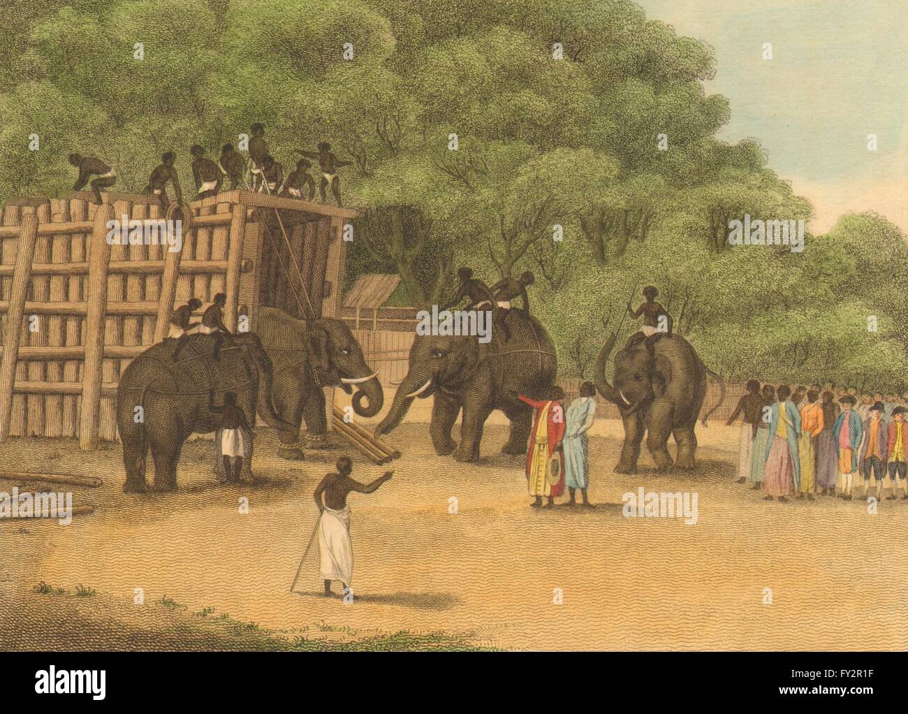 Elephant trap hi-res stock photography and images - Alamy