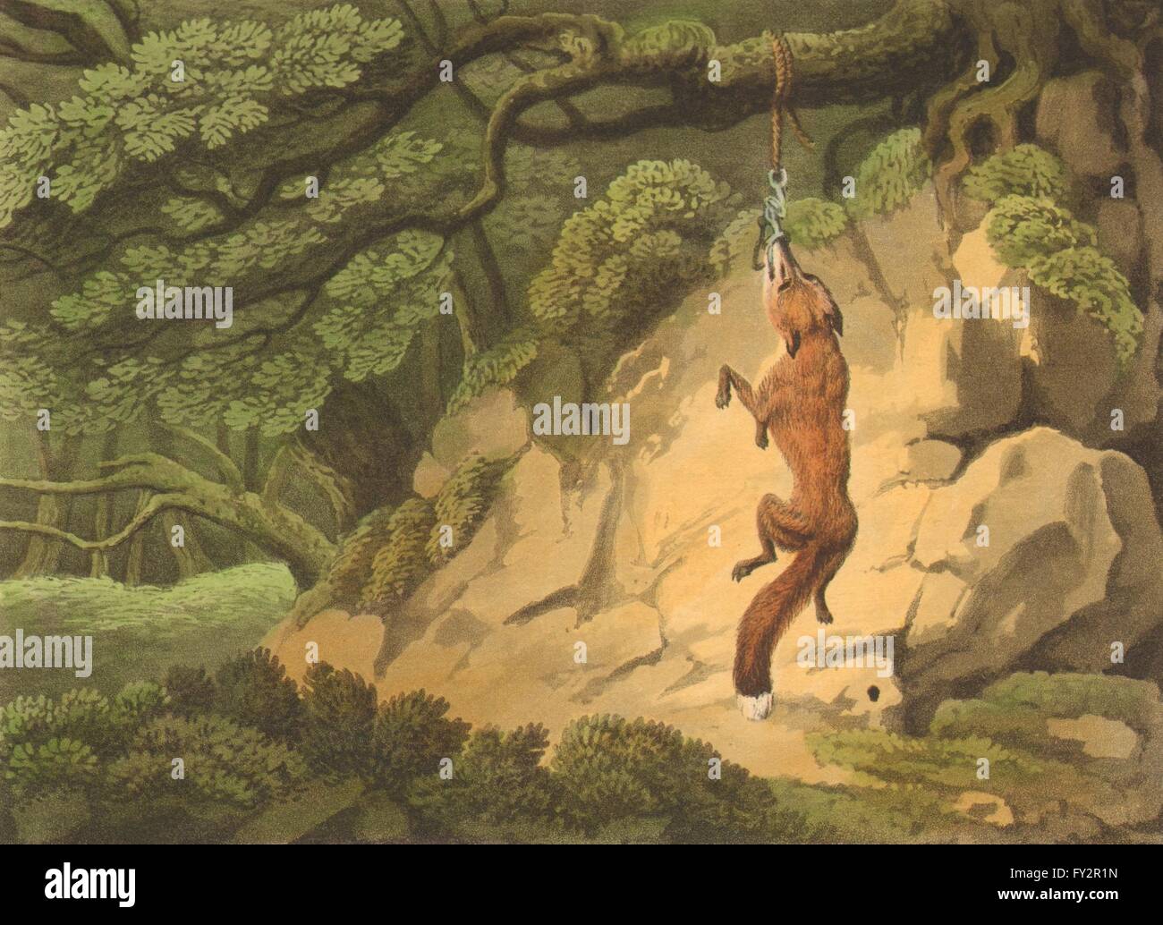 Fox trap hi-res stock photography and images - Alamy