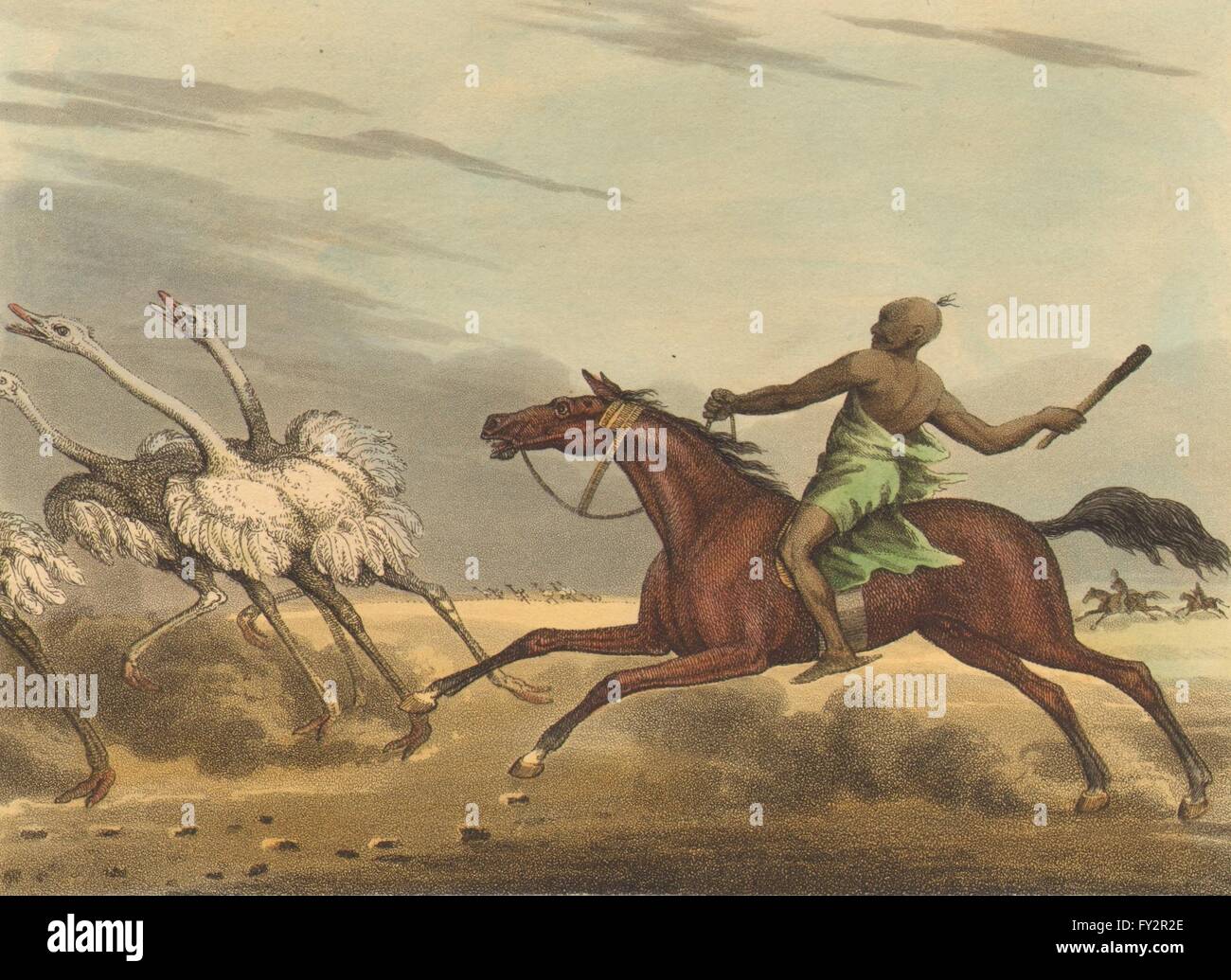 ARABIA: Arabs hunting Ostriches on horseback with stick (Edward Orme ...