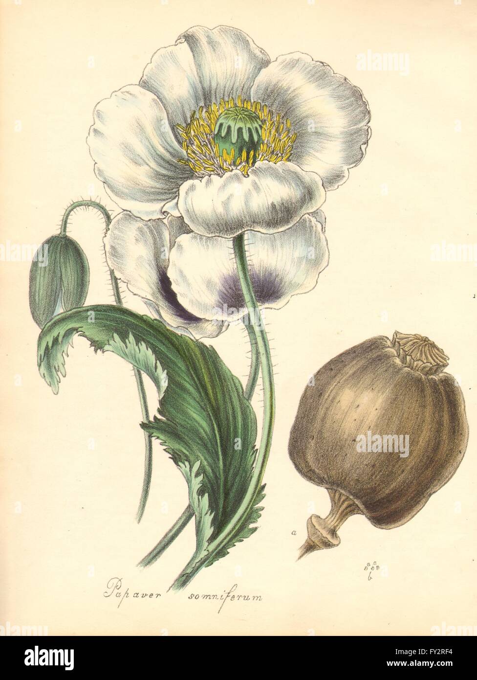 PLANTAE UTILIORES: White Opium Poppy(Papaver Somniferum)Hand colour ...