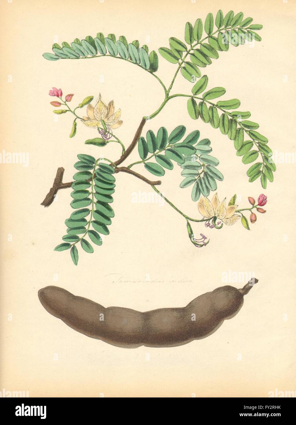 PLANTAE UTILIORES: The Tamarind Tree (Tamarindus Indica)Hand colour ...