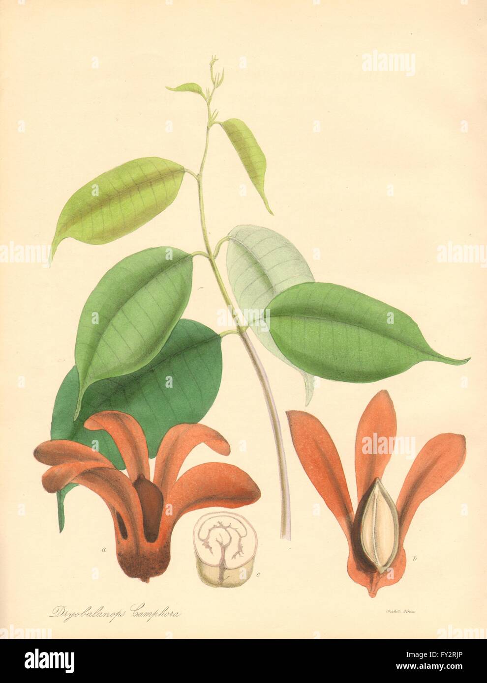 PLANTAE UTILIORES: Camphor Tree of Sumatra (Dryobalanops Camphors ...