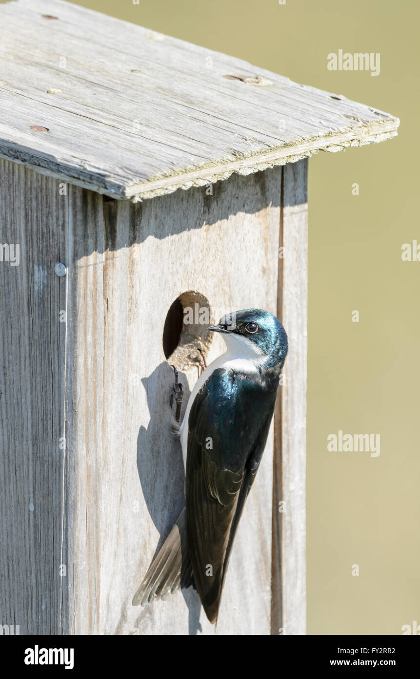 George reifel hi-res stock photography and images - Alamy