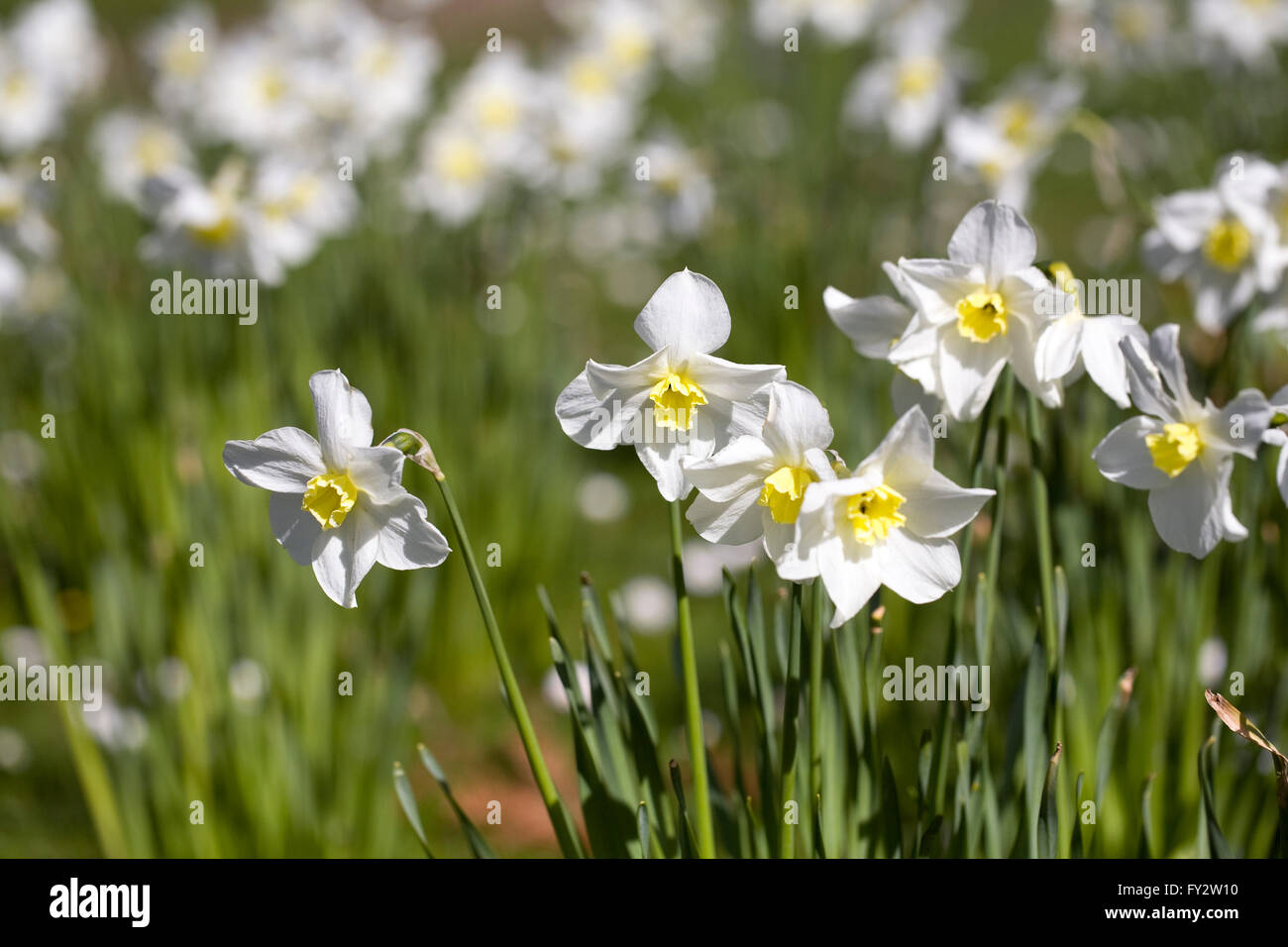 Narcissus 'Seagull' flowers Stock Photo - Alamy