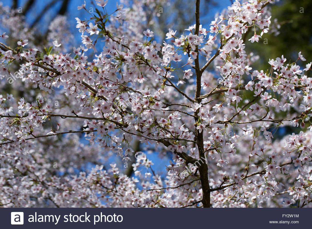 Prunus Pandora Stock Photos & Prunus Pandora Stock Images - Alamy