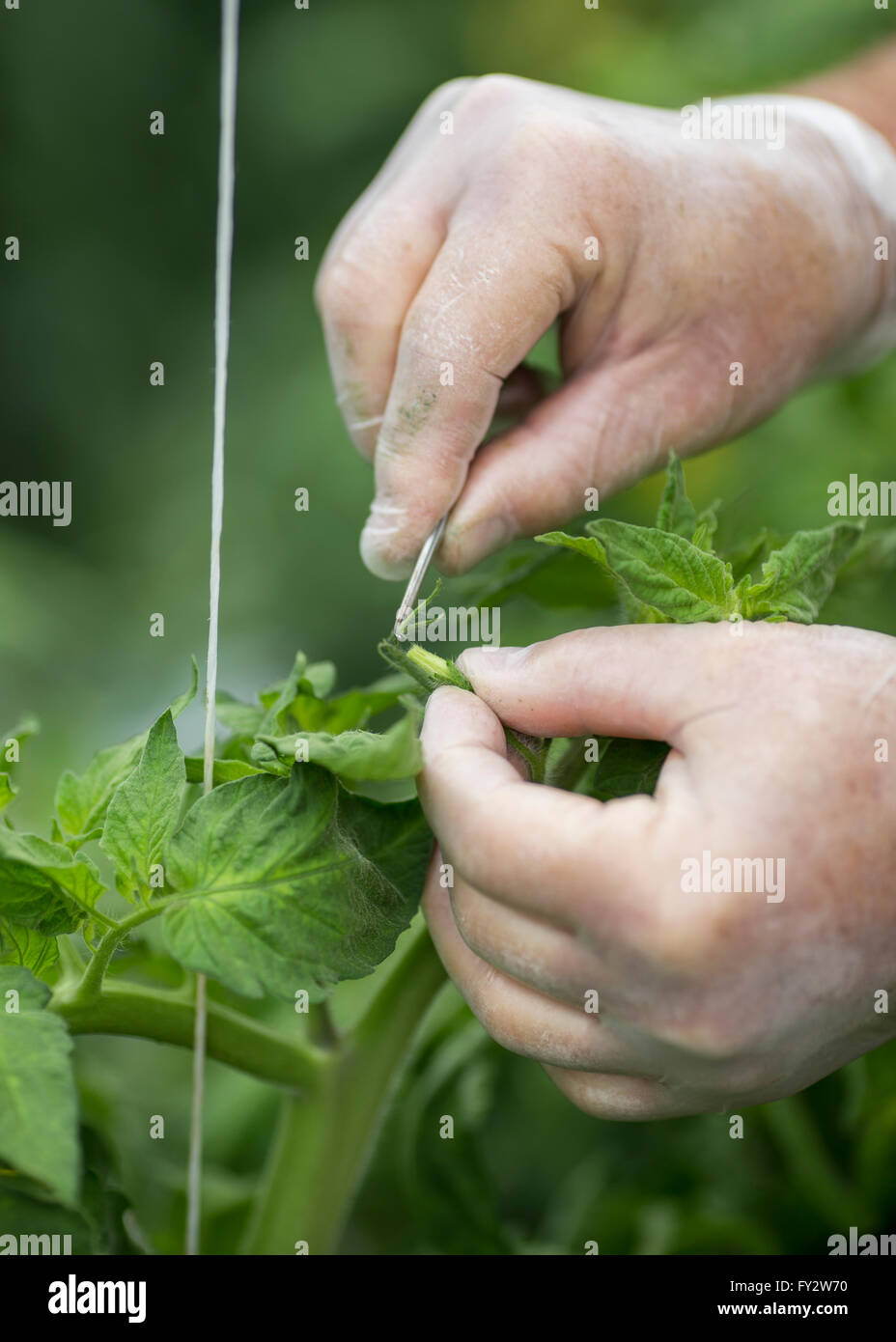 Hand pollination hi-res stock photography and images - Alamy
