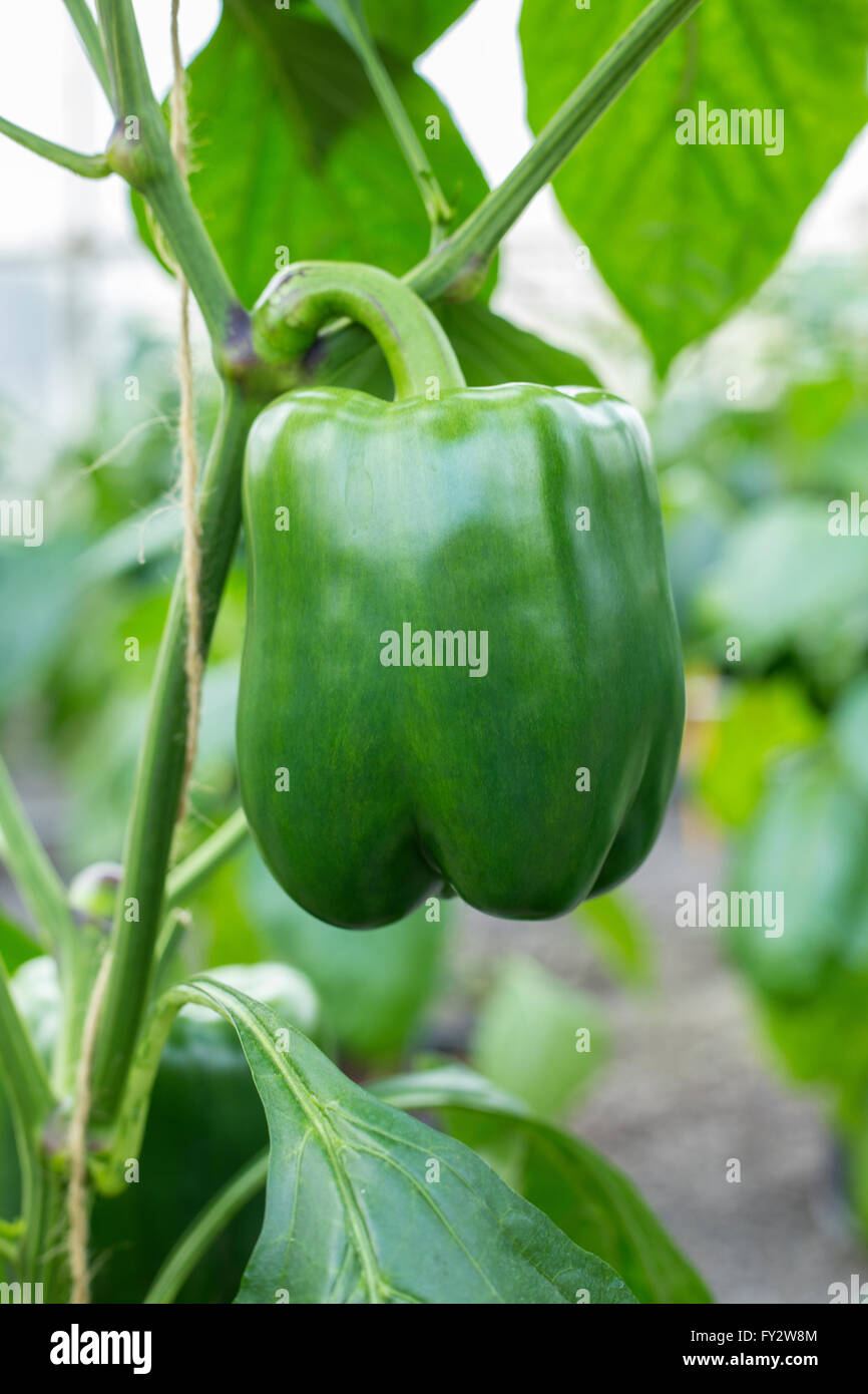California wonder pepper hi-res stock photography and images - Alamy
