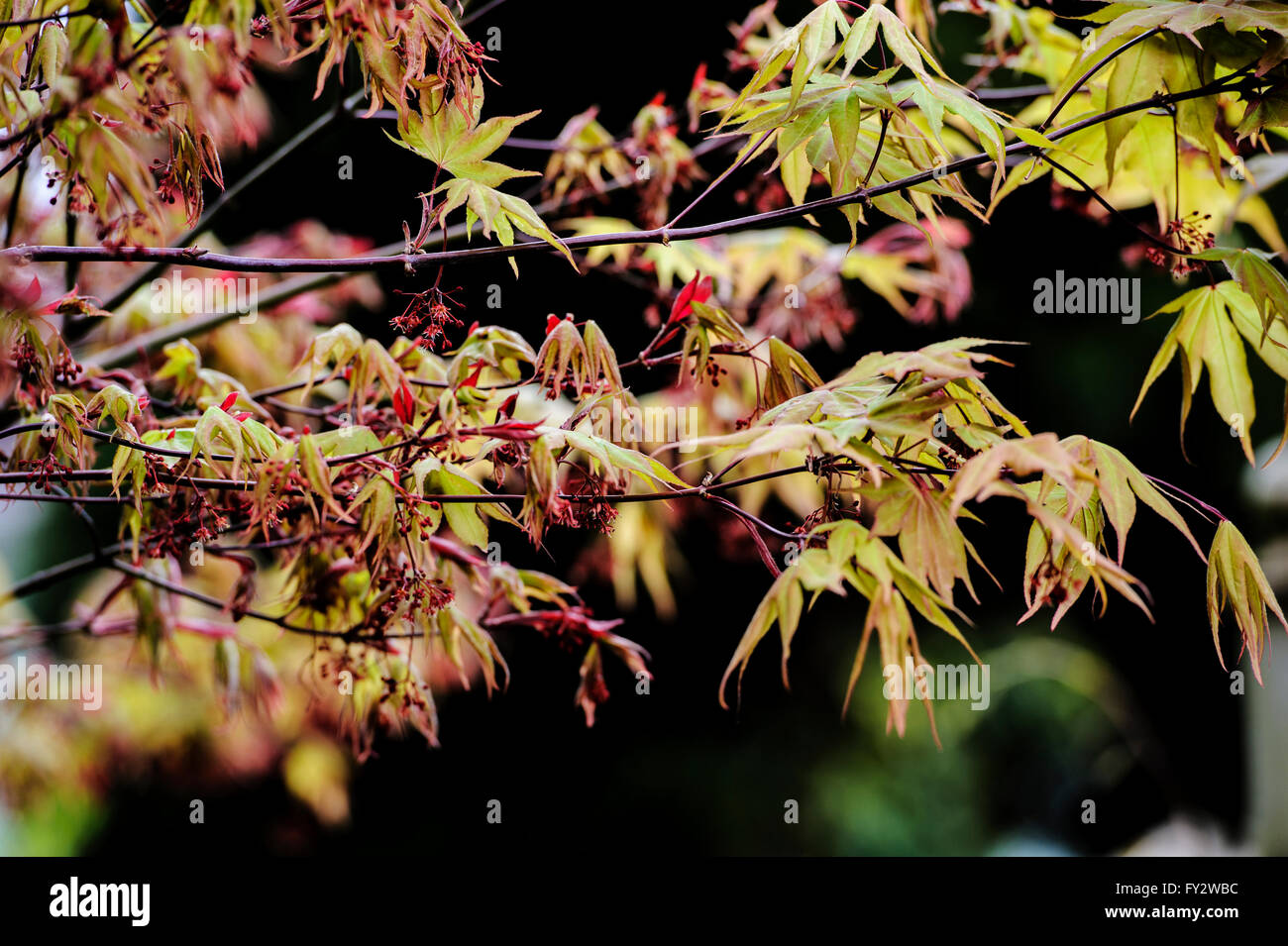 Acer palmatum Osakazuki in early spring Stock Photo - Alamy