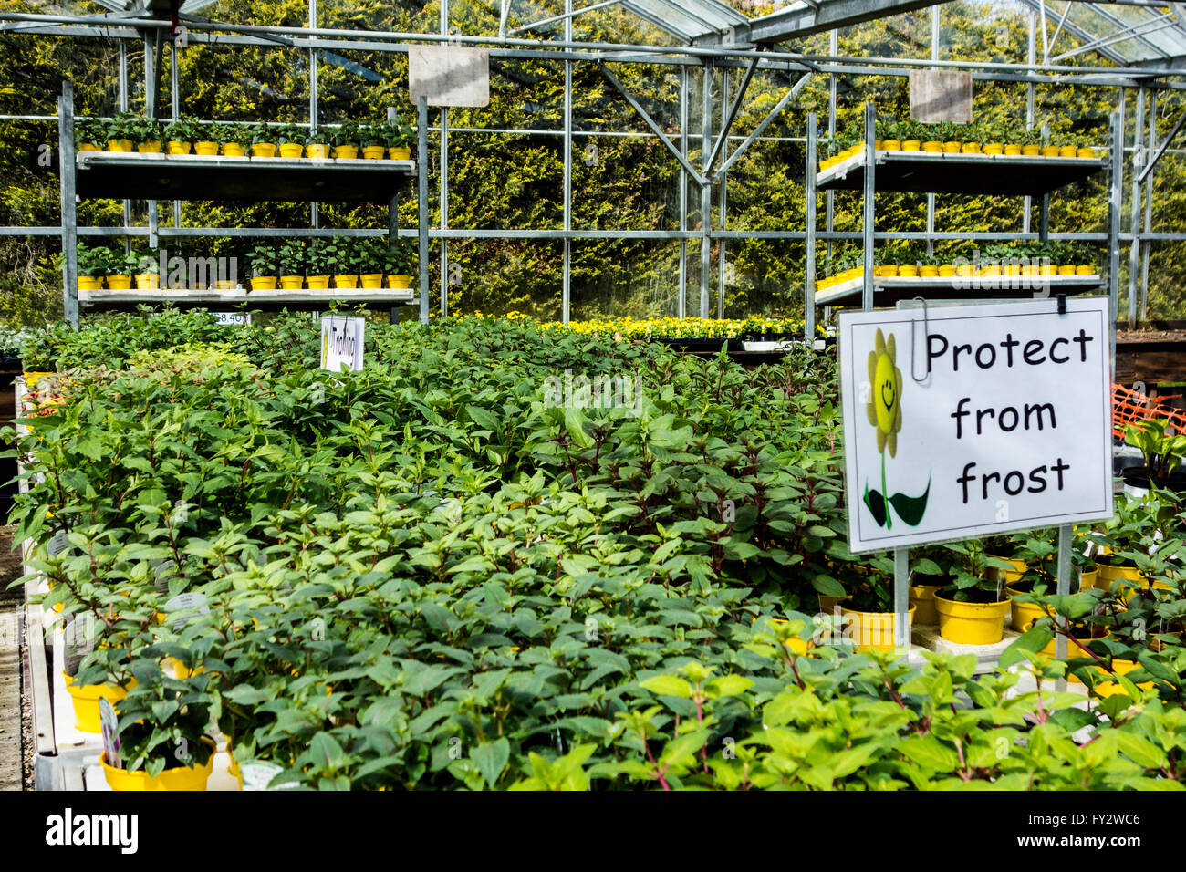 Garden centre in early spring, showing protect from frost signs Stock ...