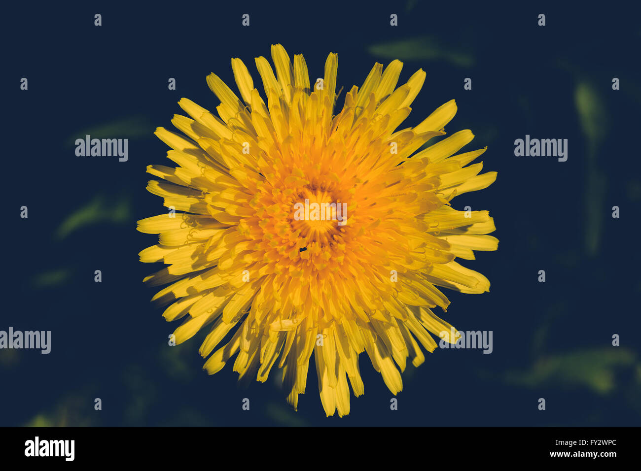 Yellow dandelion with shallow focus on a blurry retro pastel color ...
