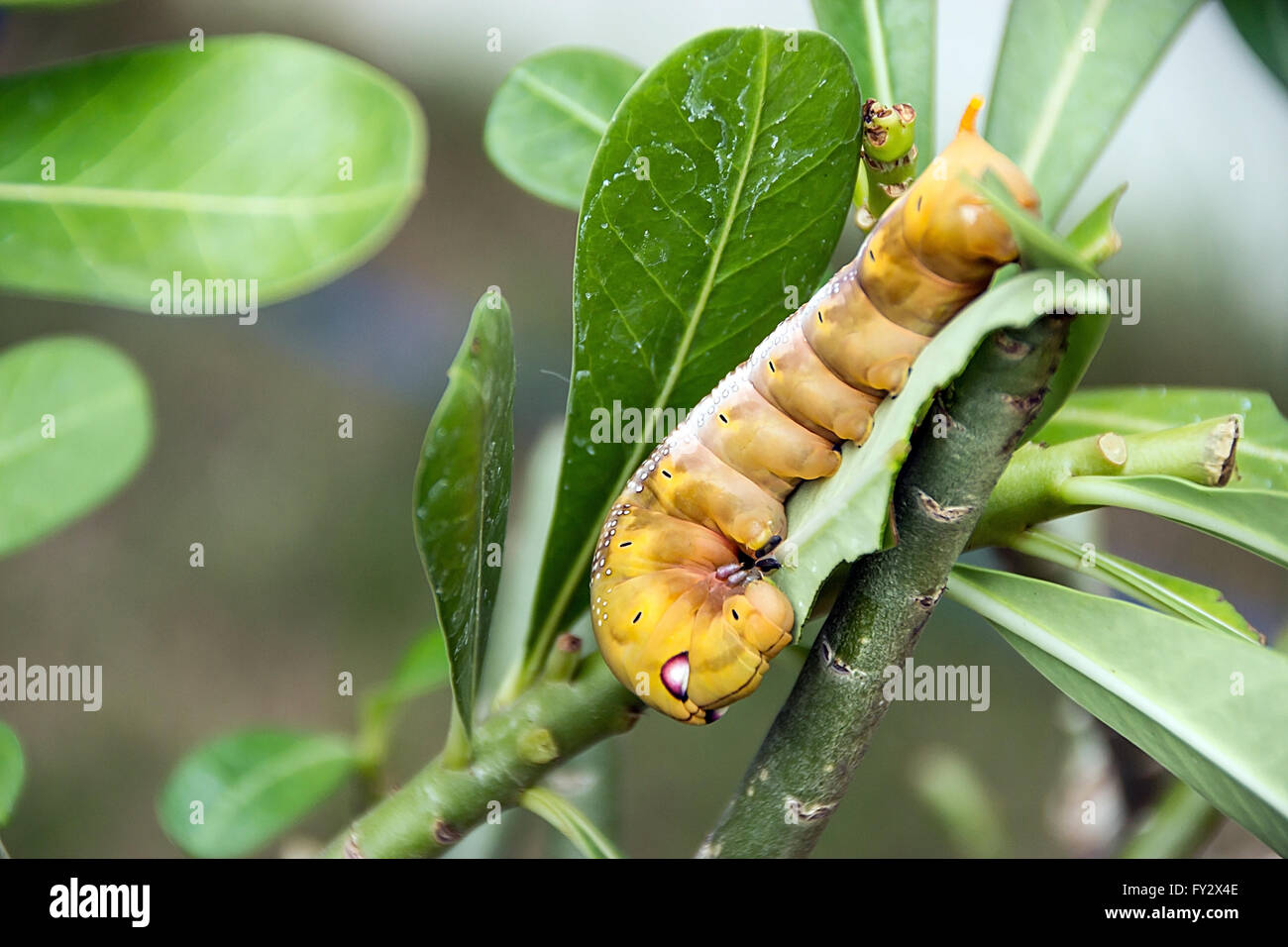 Worm the caterpillars eating azalea leaves and stems of plants Stock ...