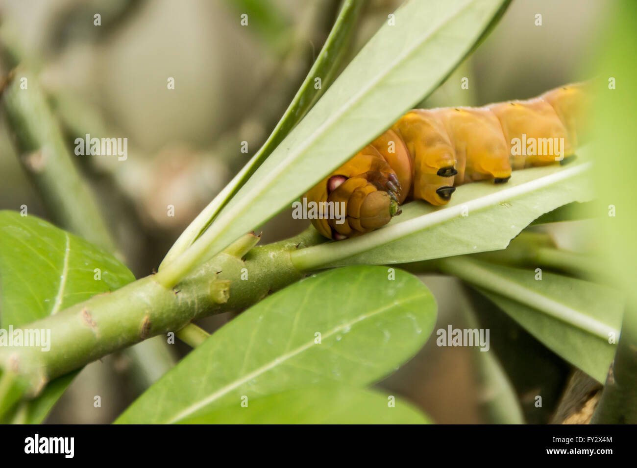 Worm the caterpillars eating azalea leaves and stems of plants Stock ...