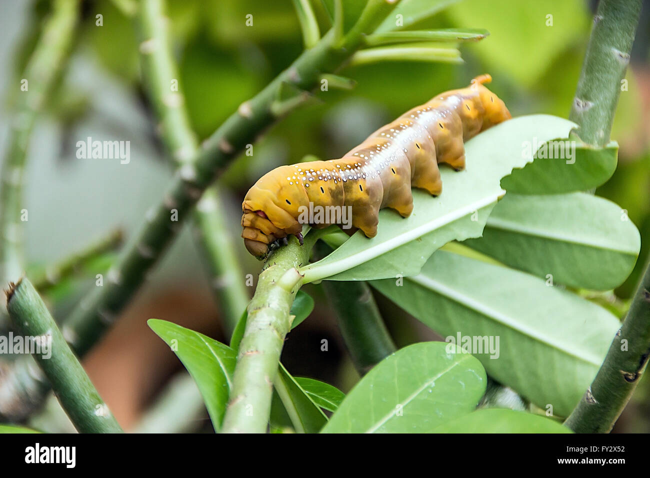 Worm the caterpillars eating azalea leaves and stems of plants Stock ...