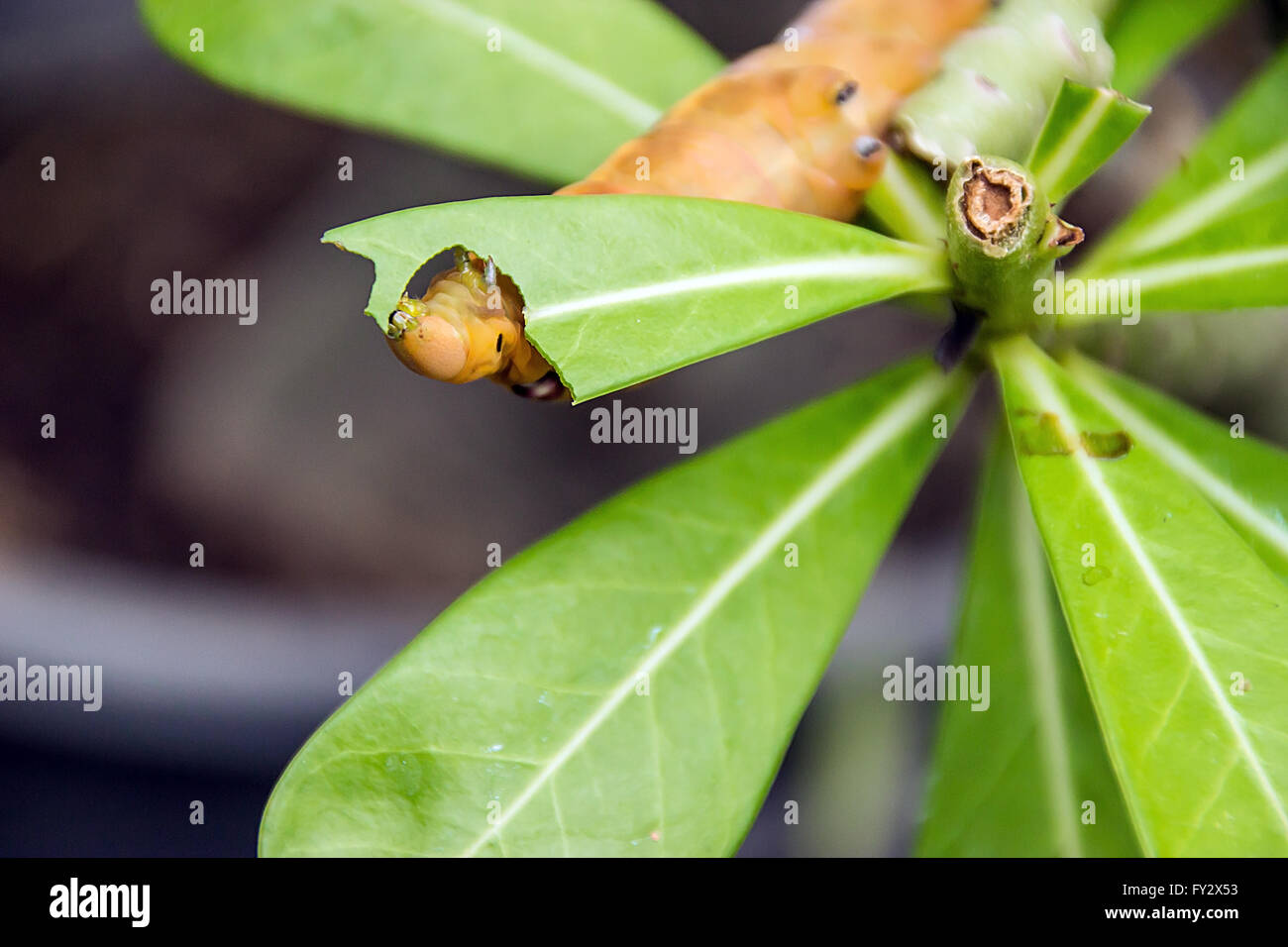 Worm the caterpillars eating azalea leaves and stems of plants Stock ...
