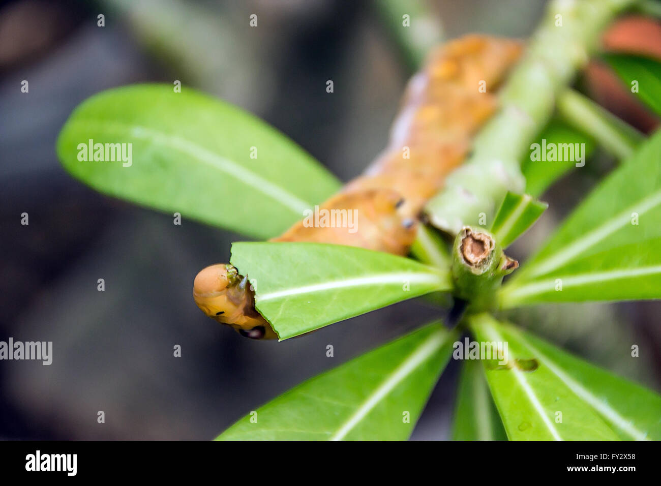 Azalea caterpillar hi-res stock photography and images - Alamy