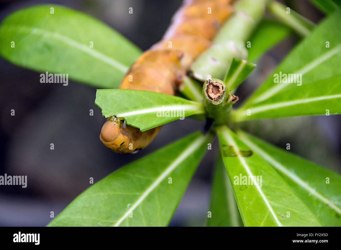 Worm the caterpillars eating azalea leaves and stems of plants Stock ...