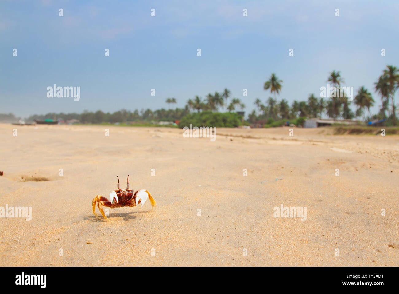Travel relax photo with GOA coast and red crab Stock Photo - Alamy