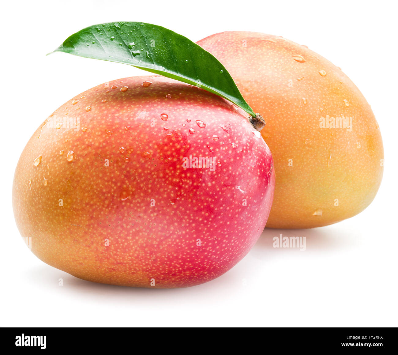 Mango fruits with water drops. Isolated on a white background Stock ...