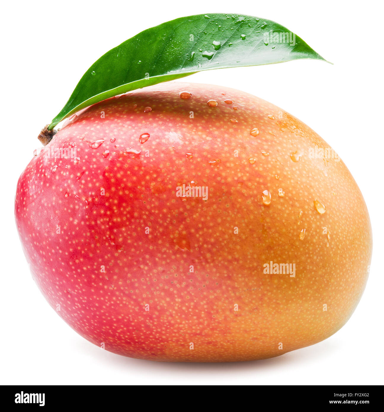 Mango fruit with water drops. Isolated on a white background Stock ...