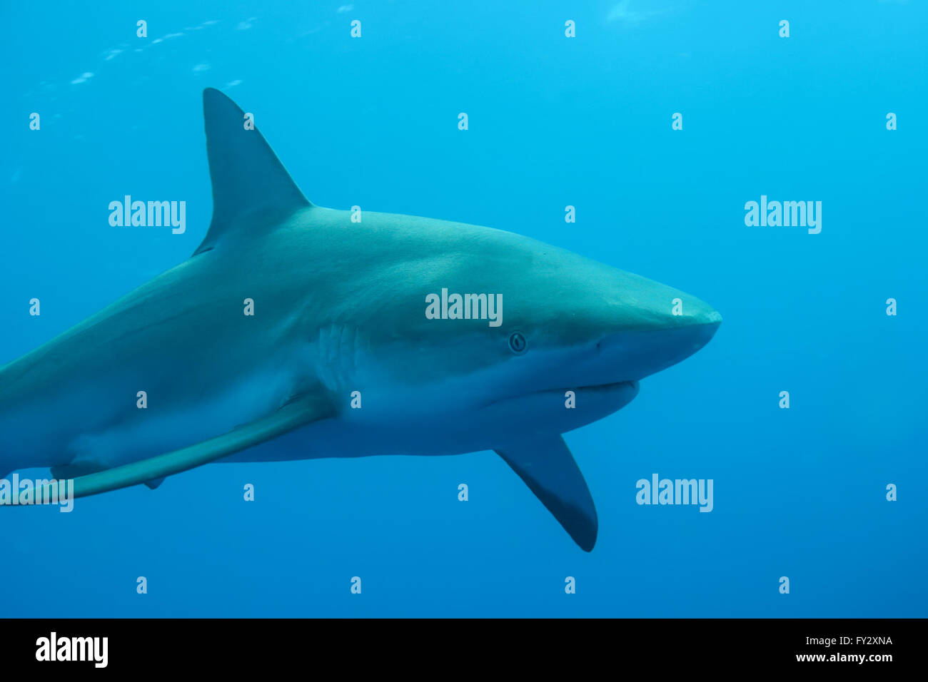 White Shark underwater Cuba caribbean sea Stock Photo - Alamy
