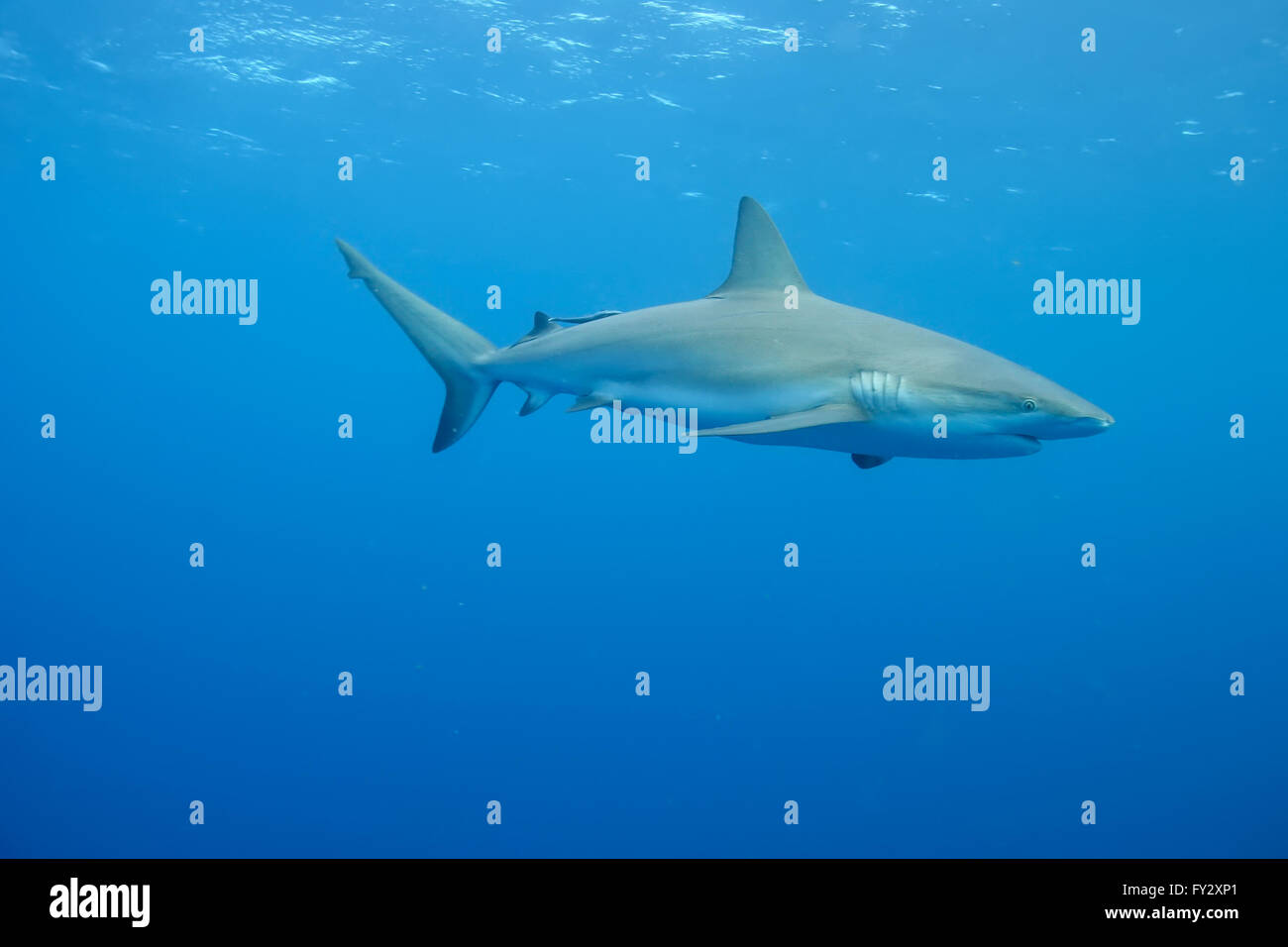 White Shark underwater Cuba caribbean sea Stock Photo - Alamy