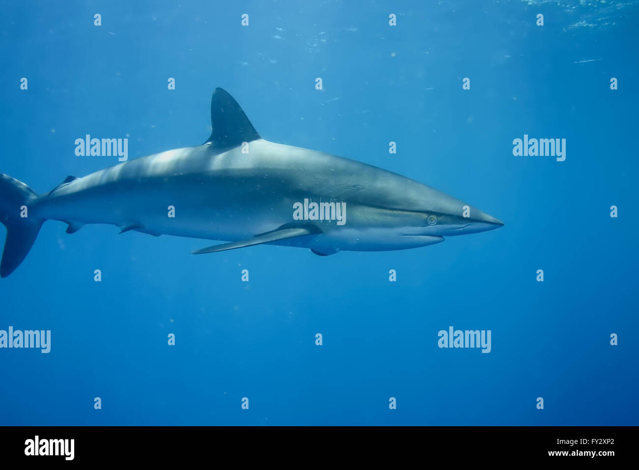 White Shark underwater Cuba caribbean sea Stock Photo - Alamy