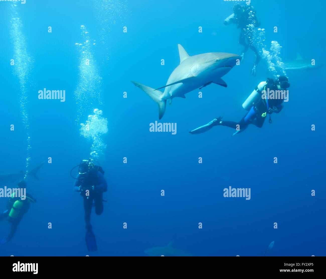with divers White Shark underwater Cuba caribbean sea Stock Photo - Alamy