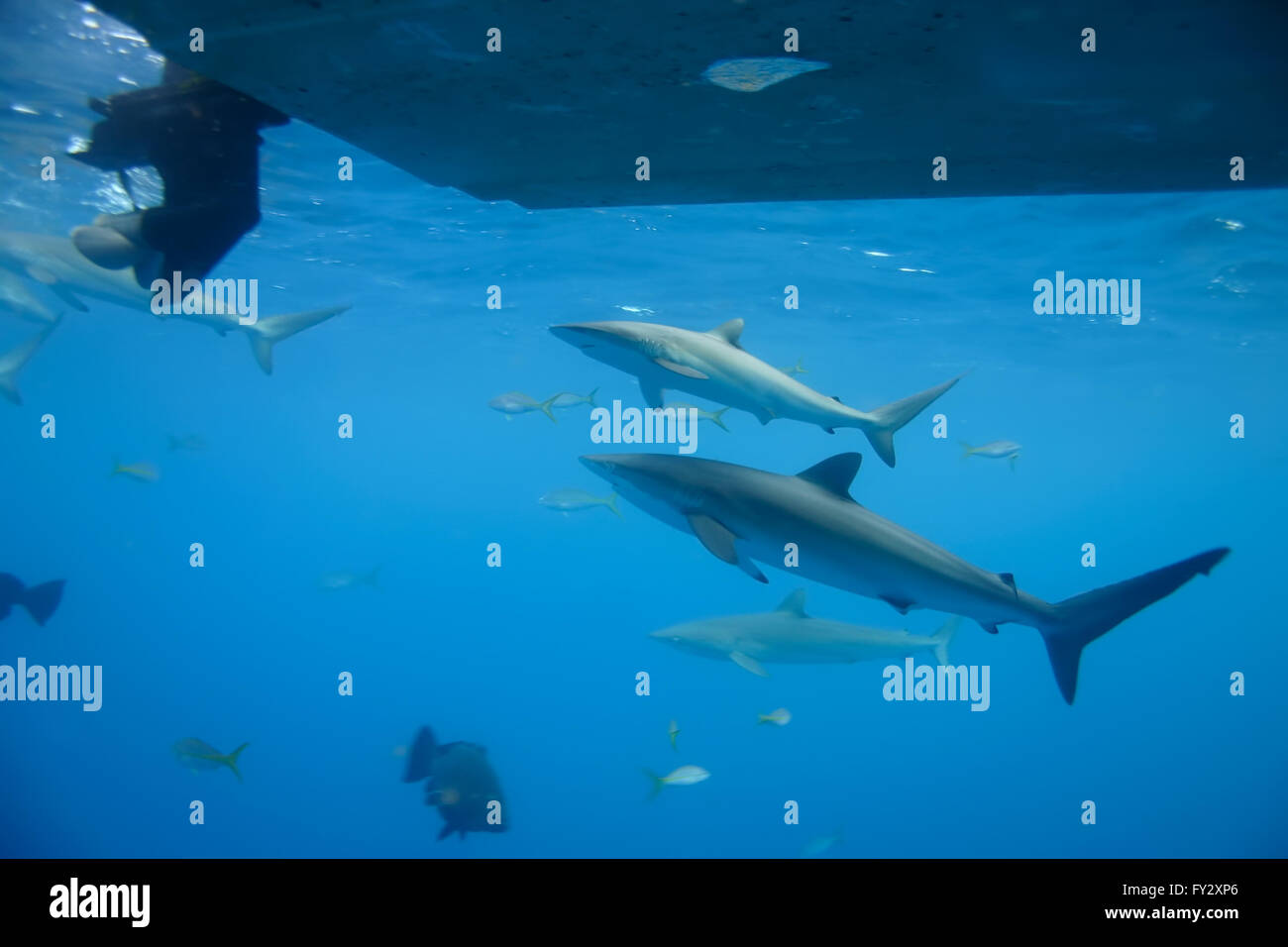 Shark attack boat hi-res stock photography and images - Alamy