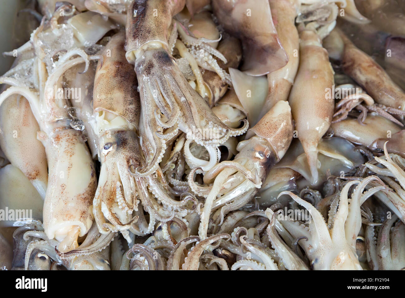 Fresh Squid on a market stall Stock Photo - Alamy