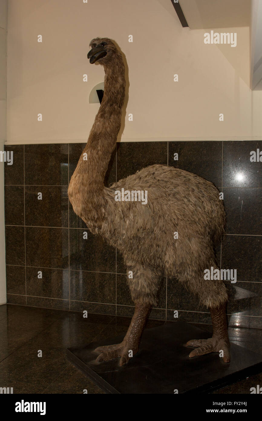 A replica of a giant moa bird is standing in an entrance room of Te ...