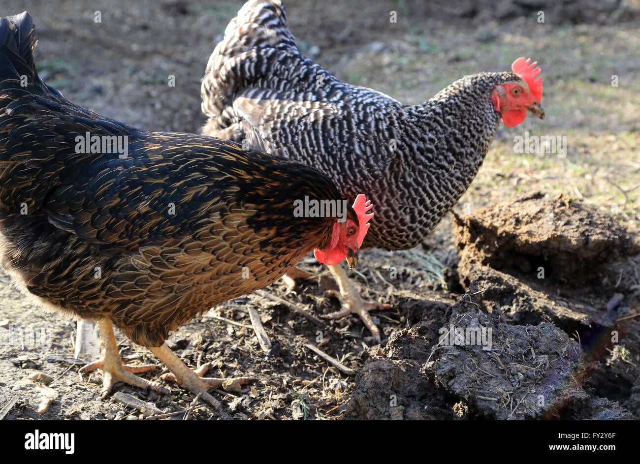 Rhode Rock and Barred Rock pet chickens in garden in Brabourne Lees ...
