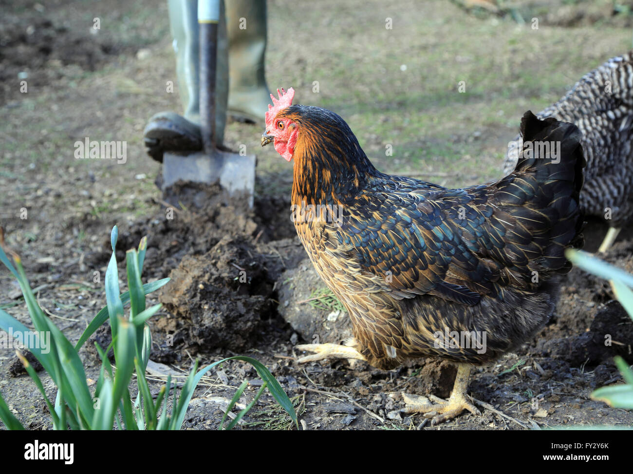 Chicken digging hi-res stock photography and images - Alamy